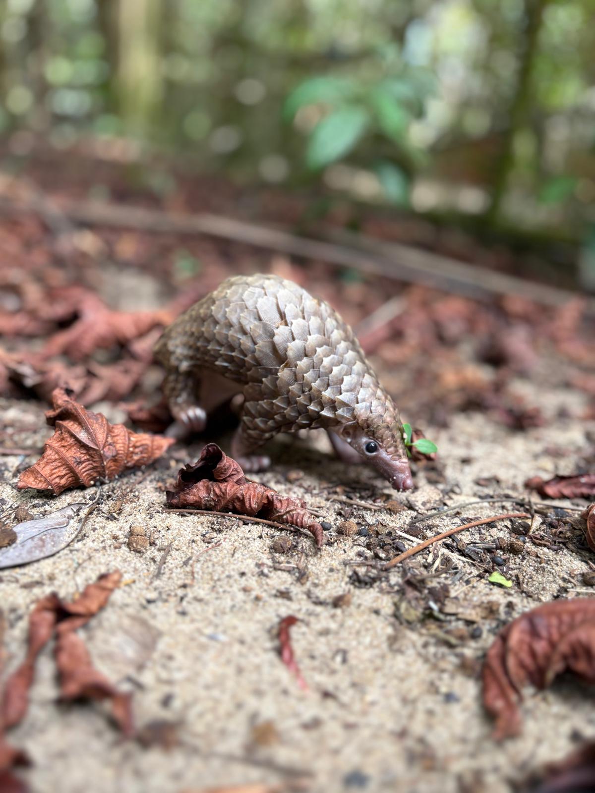 MAF helps bring one of world’s most trafficked mammals back to safety ...